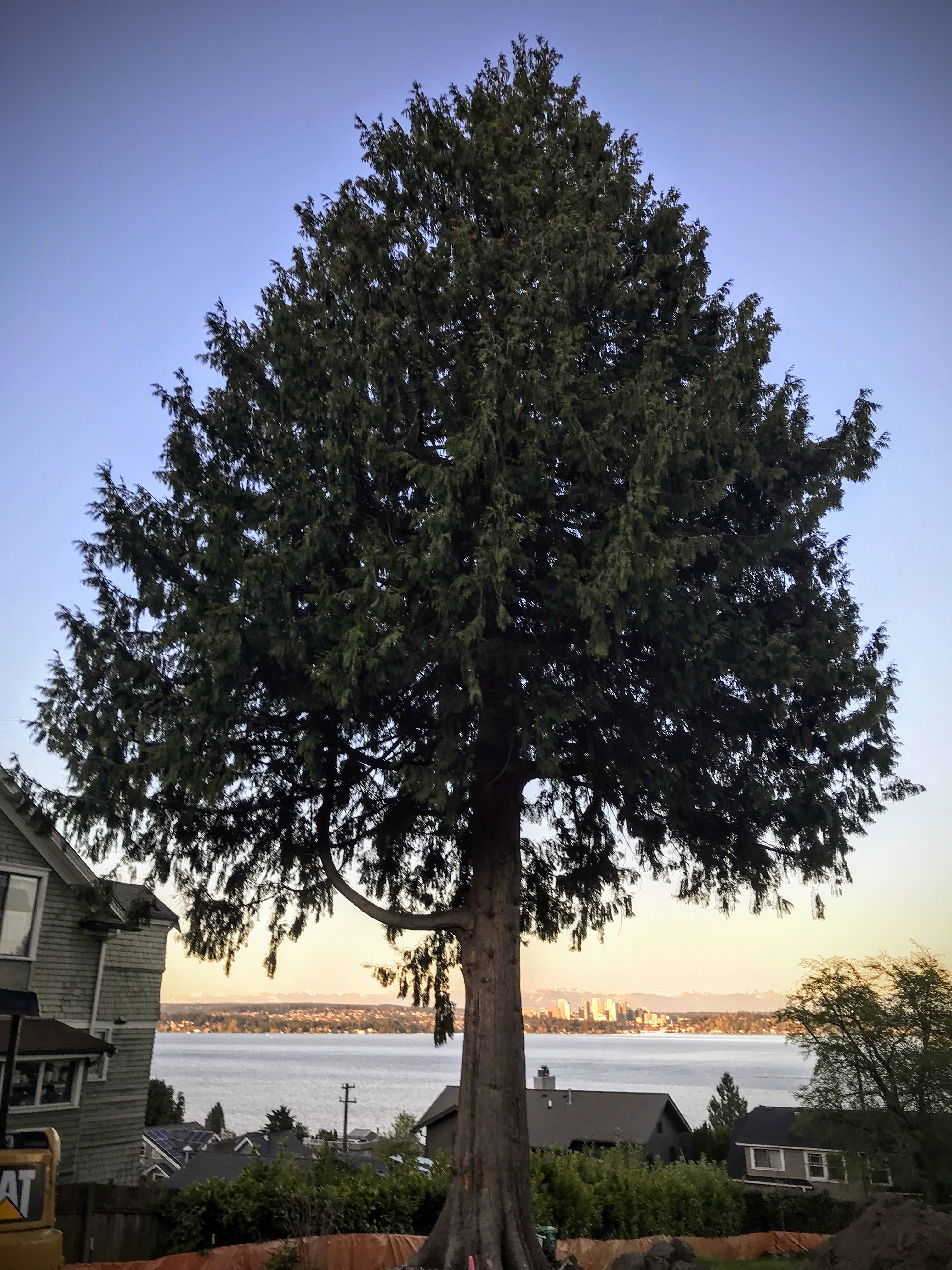 Who is deforesting Seattle? | Westside Seattle